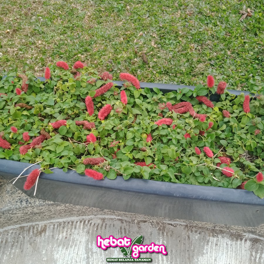 Acalypha reptans stephie - Bunga Ekor Kucing atau Ulat Merah