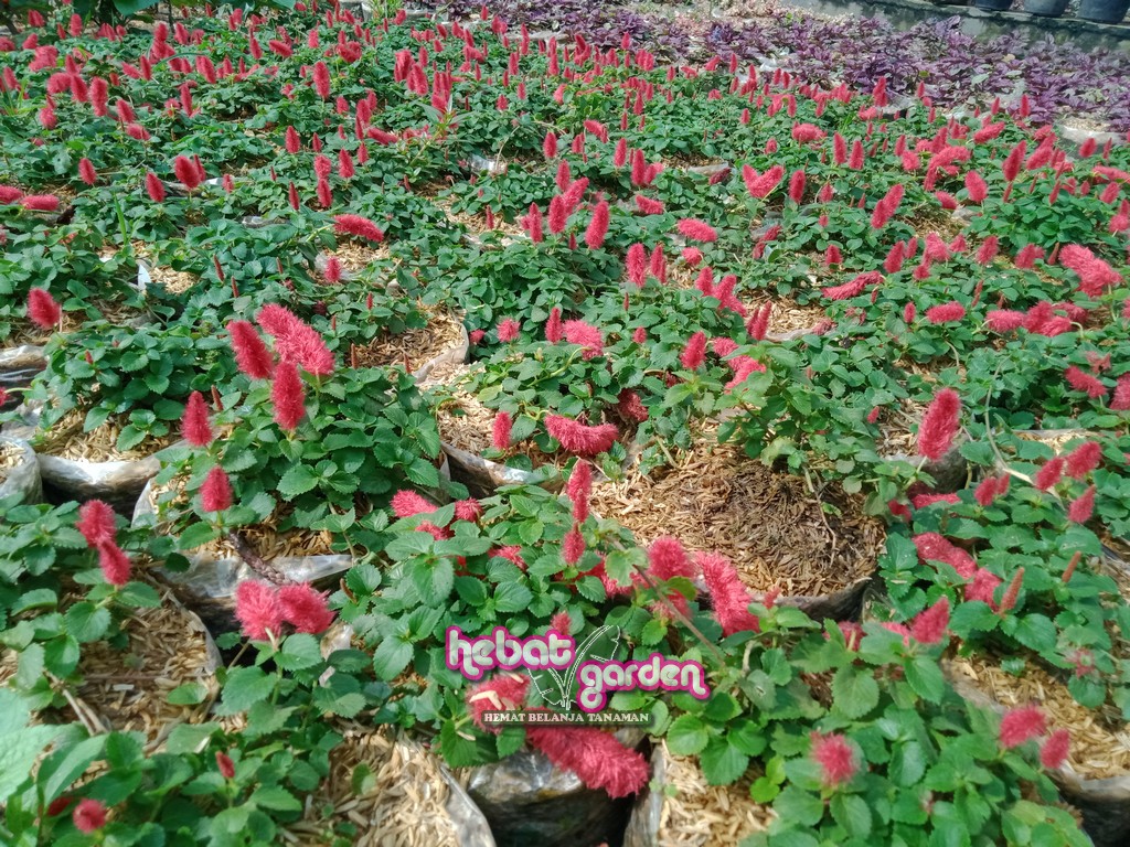 Acalypha reptans stephie - Bunga Ekor Kucing atau Ulat Merah