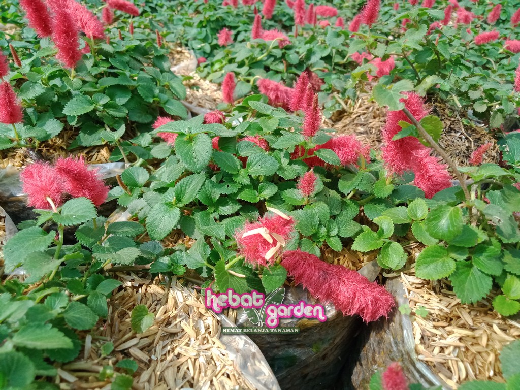 Acalypha reptans stephie - Bunga Ekor Kucing atau Ulat Merah