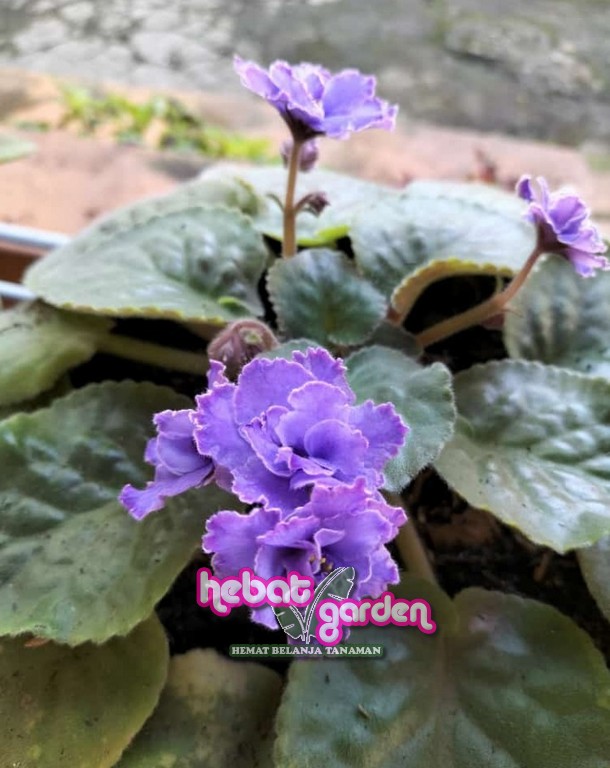 African violets Tanaman Hias Kecil yang Cantik dan Mudah Dirawat ...