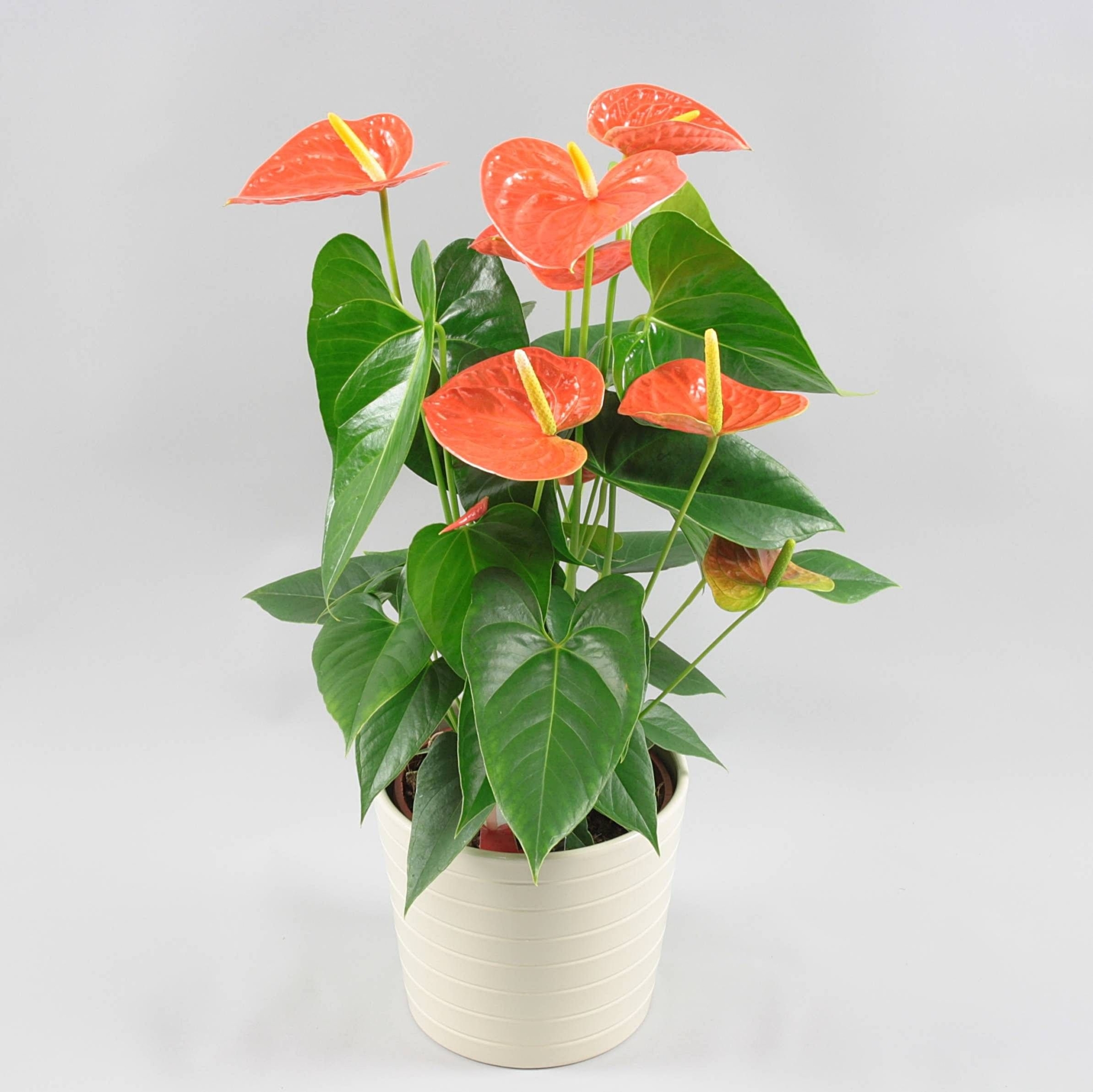 12 Jenis Anthurium Di INDONESIA | Hebat Garden