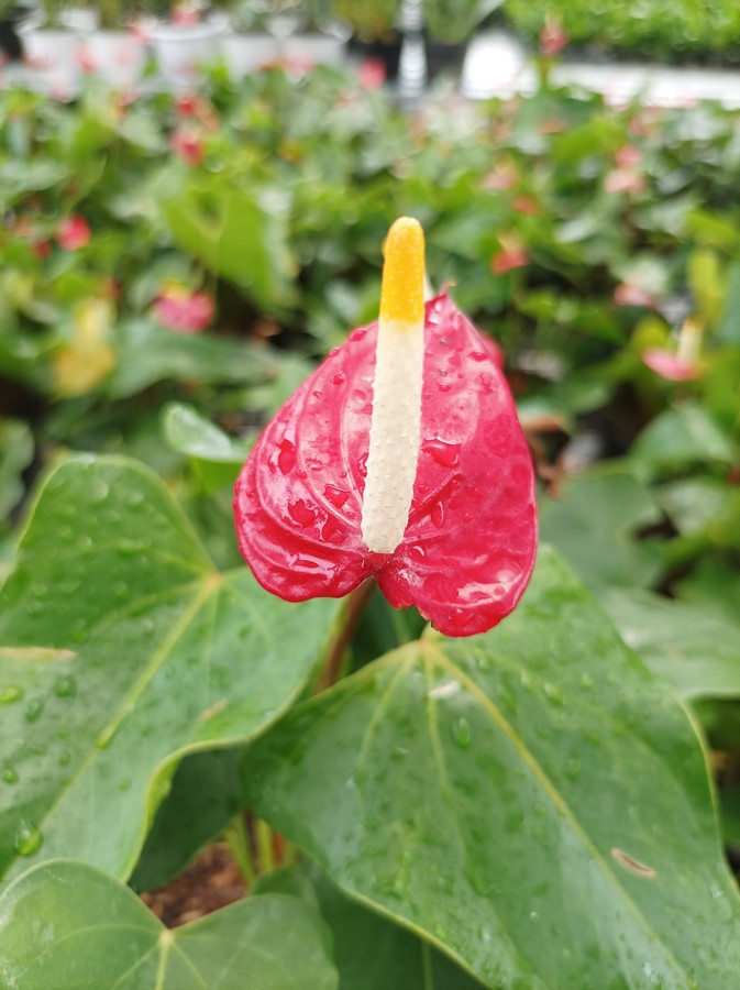 Anthurium Andreanum ‘tropic fire tulip’ – Anthurium Merah Tropical ...
