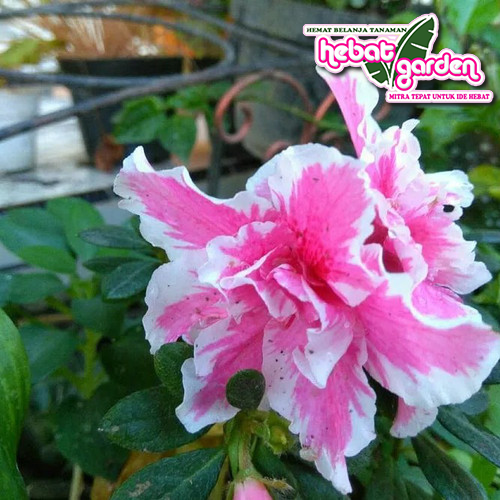 Tanaman Bunga azalea merah putih tumpuk – Saliyah merah putih dobel ...