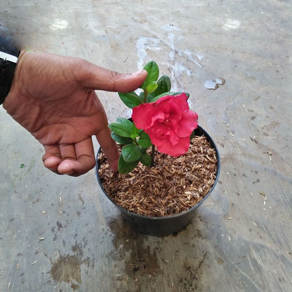 Tanaman Bunga Azalea merah – Azalea Rhododendron Red Formosa – Saliyah ...