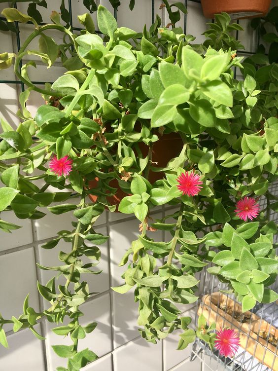 Tanaman bunga aptenia cordifolia – baby sunrose red aplle – Hebat ...