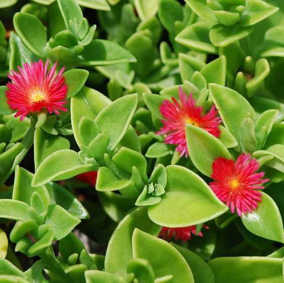 Tanaman bunga aptenia cordifolia – baby sunrose red aplle – Hebat ...