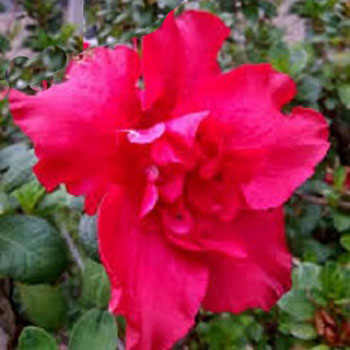 Tanaman Bunga Azalea merah – Azalea Rhododendron Red Formosa – Saliyah ...