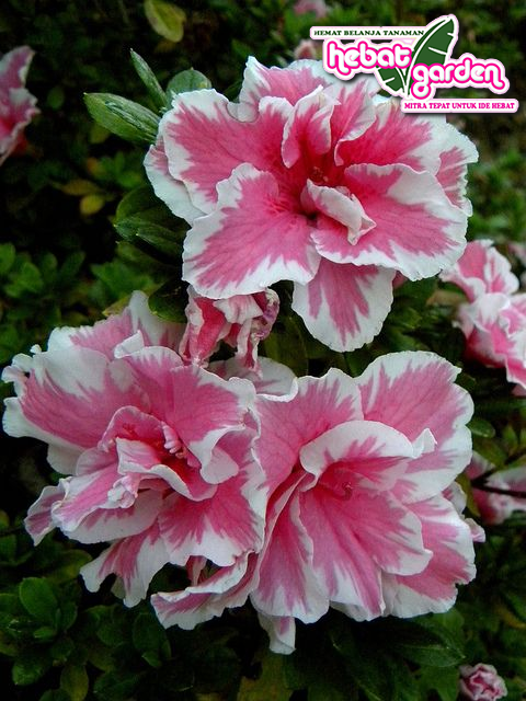 Tanaman Bunga azalea merah putih tumpuk – Saliyah merah putih dobel ...