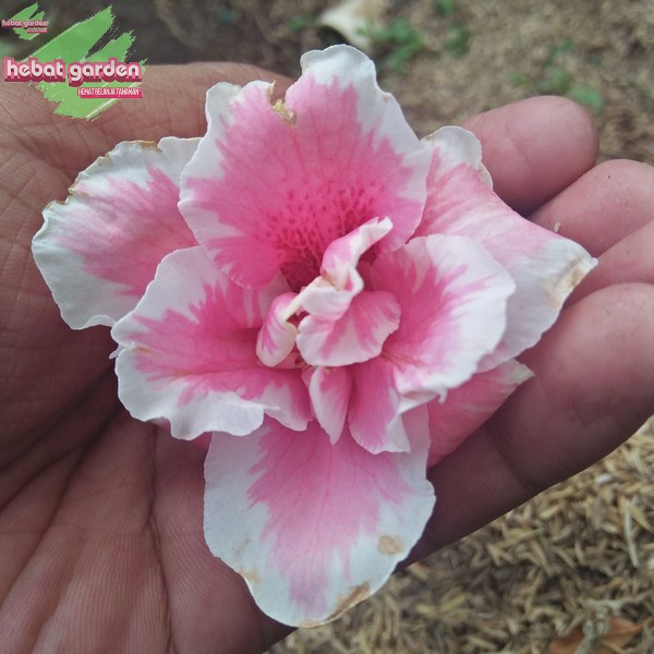 Tanaman Bunga azalea merah putih tumpuk – Saliyah merah putih dobel ...