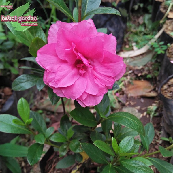 Tanaman Bunga Azalea pink tumpuk – Saliyah pink dobel – Hebat Garden ...