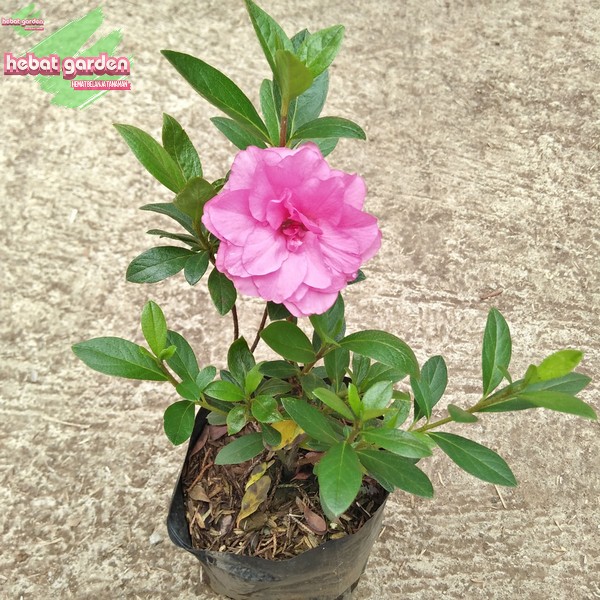Tanaman Bunga Azalea pink tumpuk – Saliyah pink dobel – Hebat Garden ...