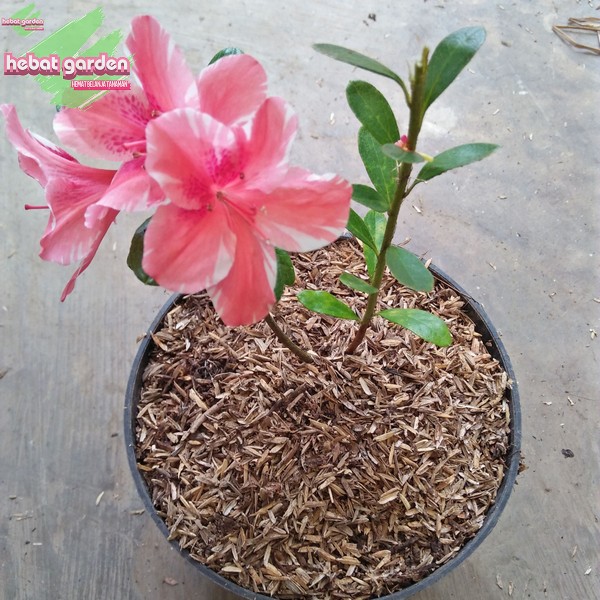 Tanaman Bunga azalea merah putih – Saliyah merah putih – Hebat Garden ...