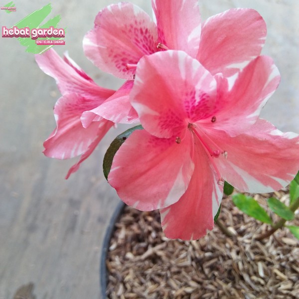 Tanaman Bunga azalea merah putih – Saliyah merah putih – Hebat Garden ...