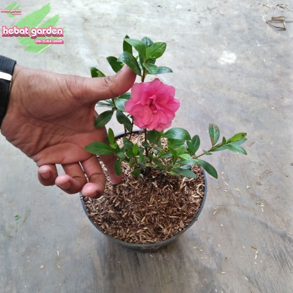 Tanaman Bunga Azalea pink tumpuk – Saliyah pink dobel – Hebat Garden ...