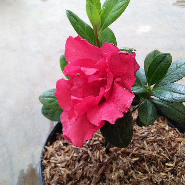 Tanaman Bunga Azalea merah – Azalea Rhododendron Red Formosa – Saliyah ...