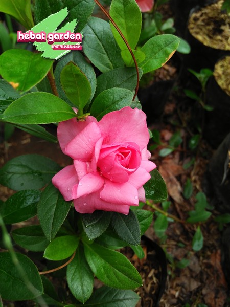 Tanaman Bunga Azalea pink tumpuk – Saliyah pink dobel – Hebat Garden ...