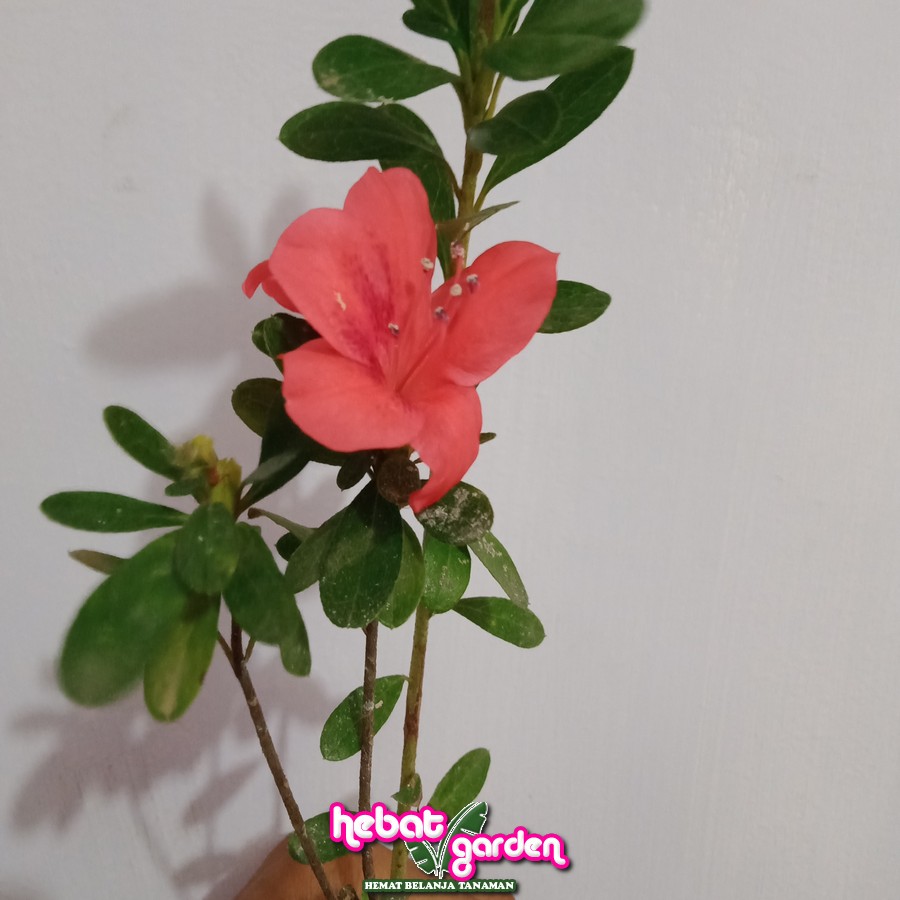 Tanaman Bunga Azalea orange – Azalea Japonica ( Orange Saumone ...