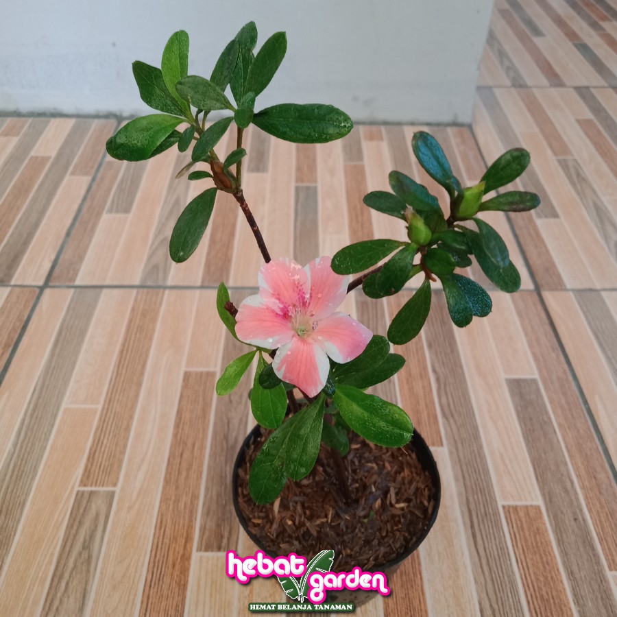 Tanaman Bunga azalea merah putih – Saliyah merah putih – Hebat Garden ...