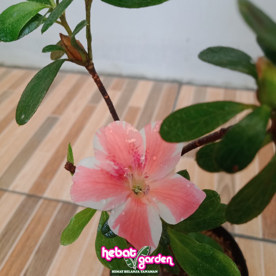 Tanaman Bunga azalea merah putih – Saliyah merah putih – Hebat Garden ...
