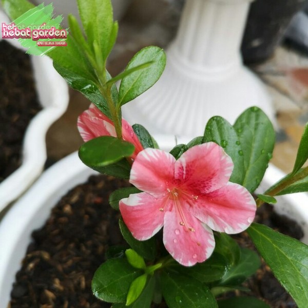 Tanaman Bunga azalea merah putih – Saliyah merah putih – Hebat Garden ...