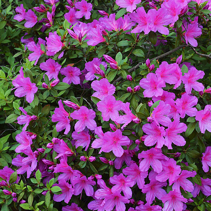 Tanaman Bunga Azalea ungu – Azalea indica formosa phoenicia – Saliyah ...