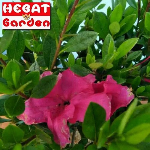 Tanaman Bunga Azalea ungu – Azalea indica formosa phoenicia – Saliyah ...