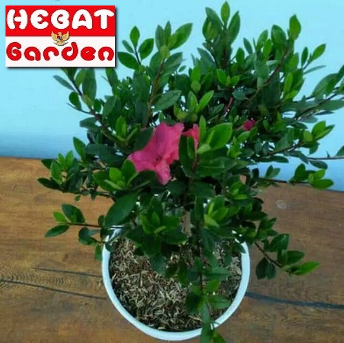 Tanaman Bunga Azalea ungu – Azalea indica formosa phoenicia – Saliyah ...