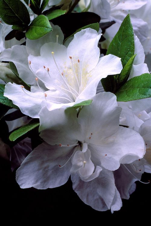 Tanaman Bunga Azalea putih – Azalea Rododendron Mucronatum – Saliyah ...