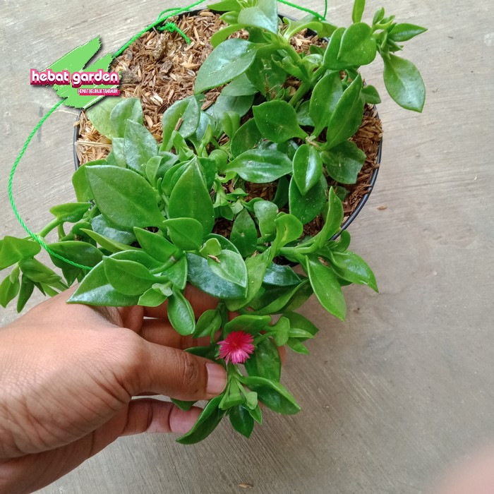Tanaman bunga aptenia cordifolia – baby sunrose red aplle – Hebat ...