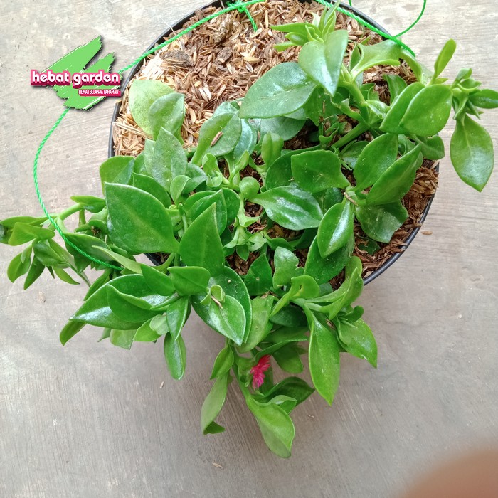 Tanaman bunga aptenia cordifolia – baby sunrose red aplle – Hebat ...