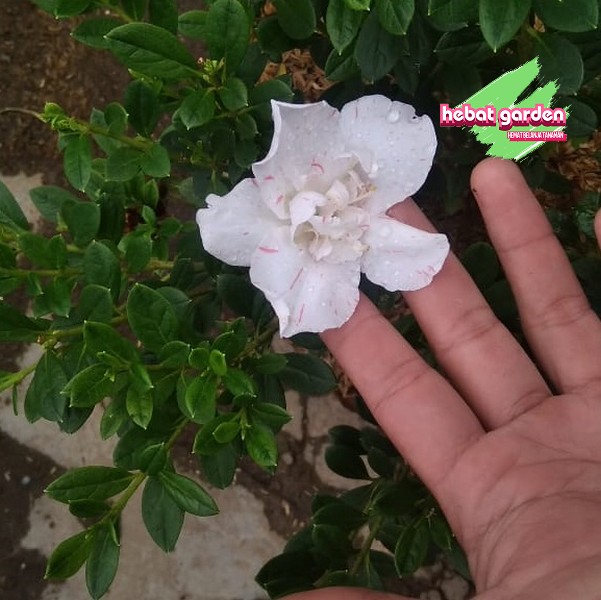 Tanaman Bunga Azalea putih – Azalea Rododendron Mucronatum – Saliyah ...