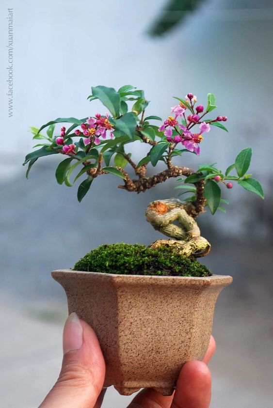 Pohon Sakura Mikro – Sakura Micro – Bahan Bonsai | Hebat Garden