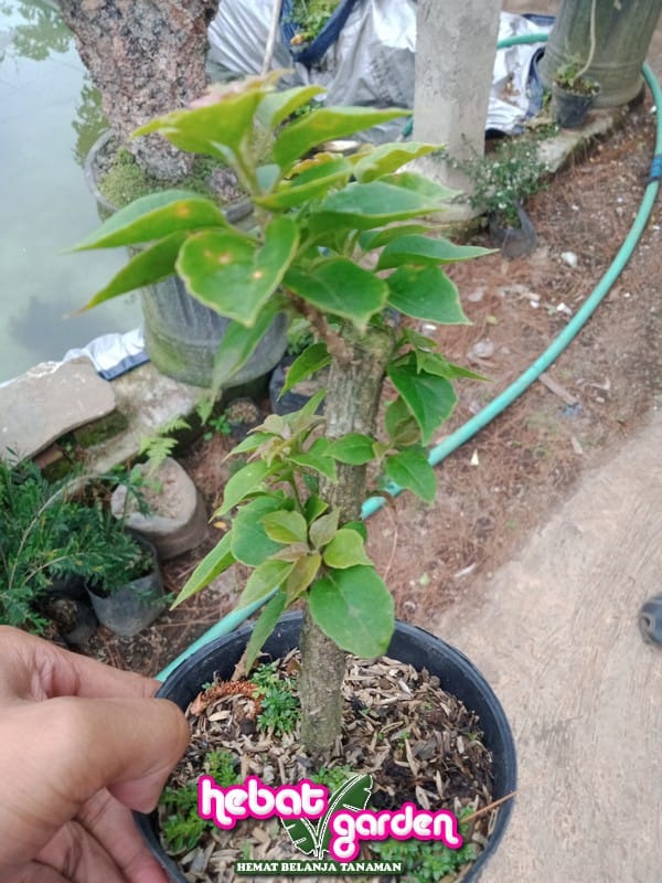 Bibit Pohon Bougenvile – Bunga Kertas – bisa untuk Bahan Bonsai | Hebat ...