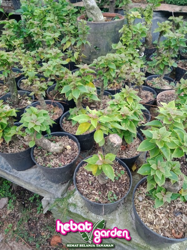 Bibit Pohon Bougenvile – Bunga Kertas – bisa untuk Bahan Bonsai | Hebat ...
