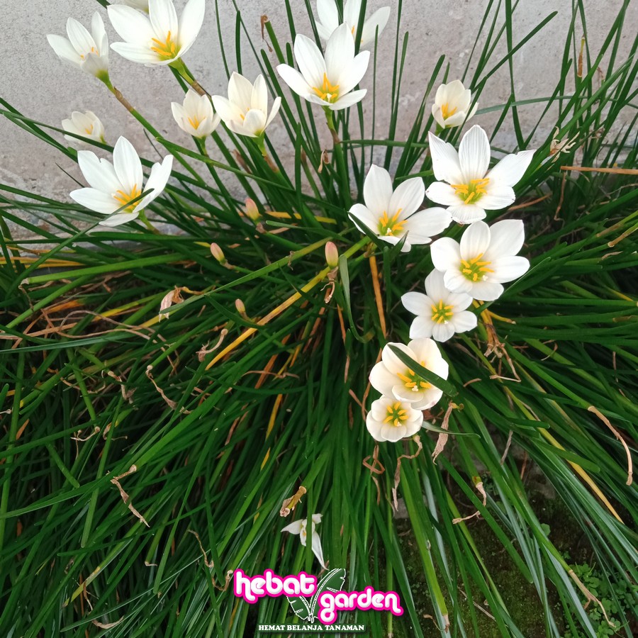 Lily Hujan - Bawang - bawangan bunga putih - rain lily