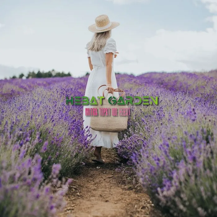 Lavender English: Keindahan Aroma dan Manfaatnya