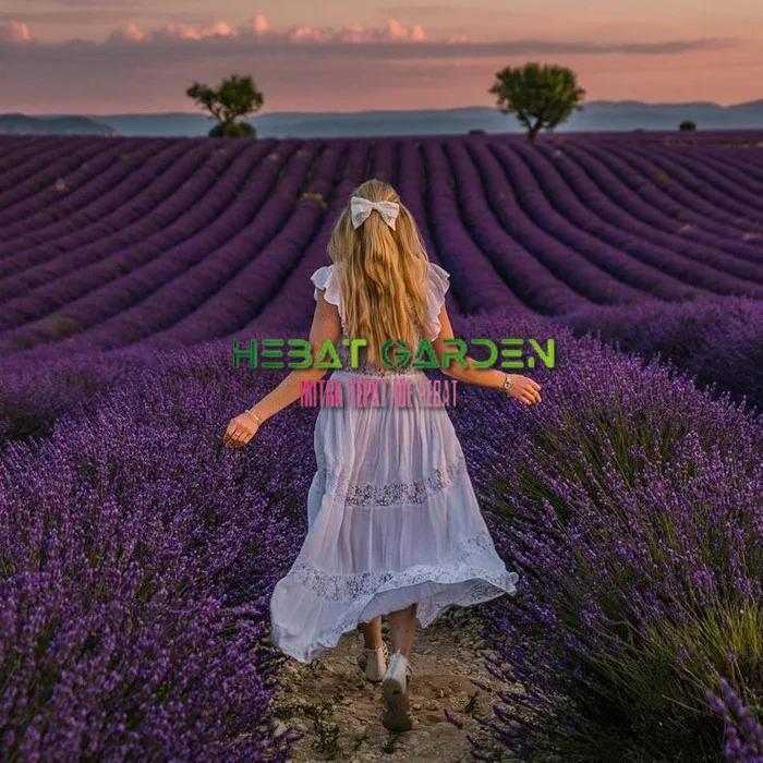 SEJARAH LAVENDER DARI MASA KE MASA | Hebat Garden