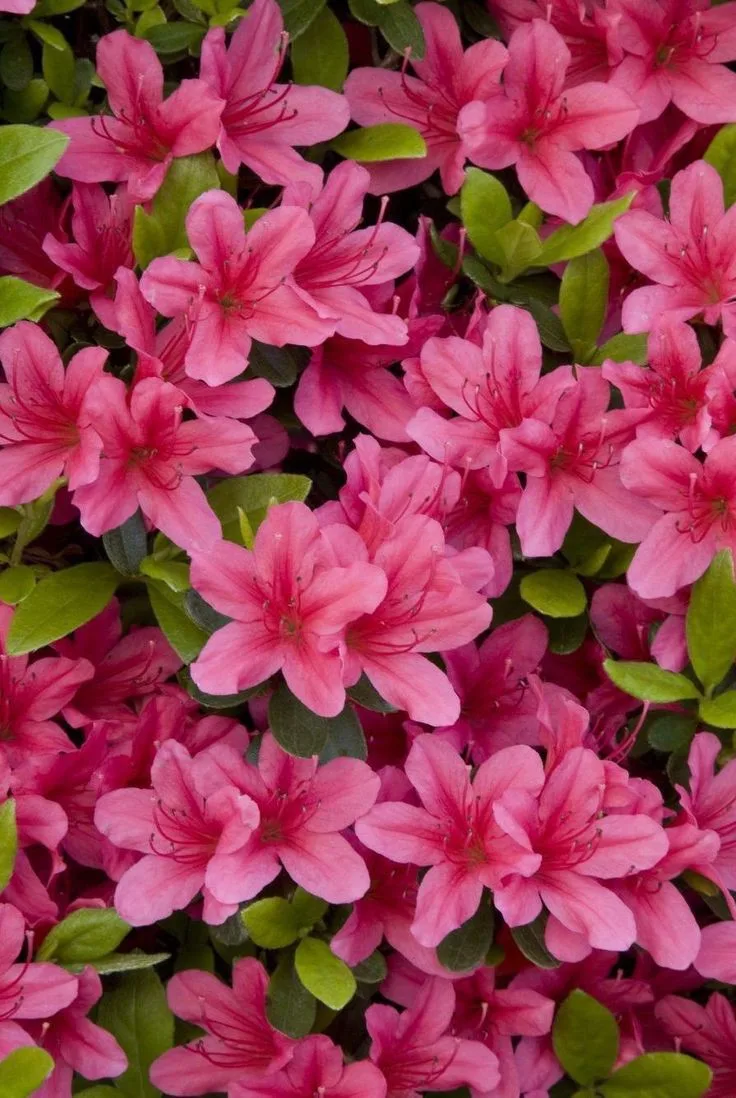 Beli Azalea Cantik & Sehat? Hanya di Hebat Garden!
