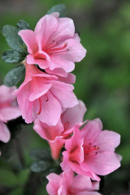 Budidaya Bunga Azalea: Panduan Lengkap Menanam