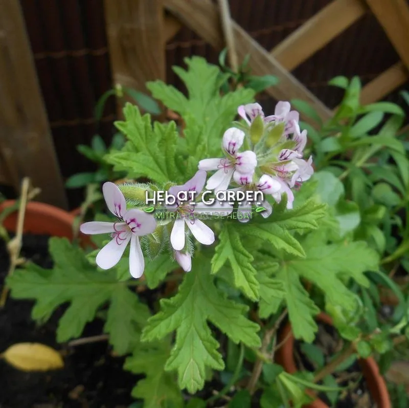 Tanaman Geranium Citrosa – Pelargium Citrosum – Tanaman Anti nyamuk ...